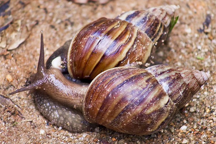 Infestações de Caramujos Africanos | Clínica de Silvestres